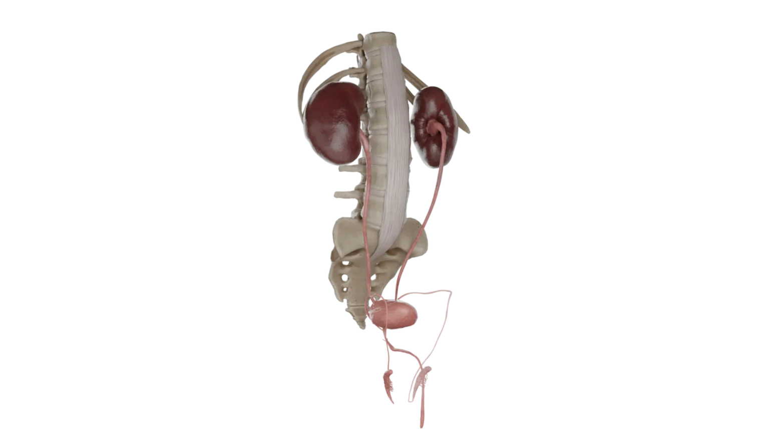 3D Anatomy Models of Male Body | VOKA